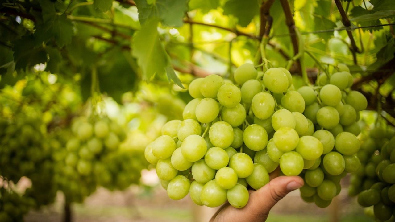 Grape breeder secures China win under updated seed laws | World IP Review